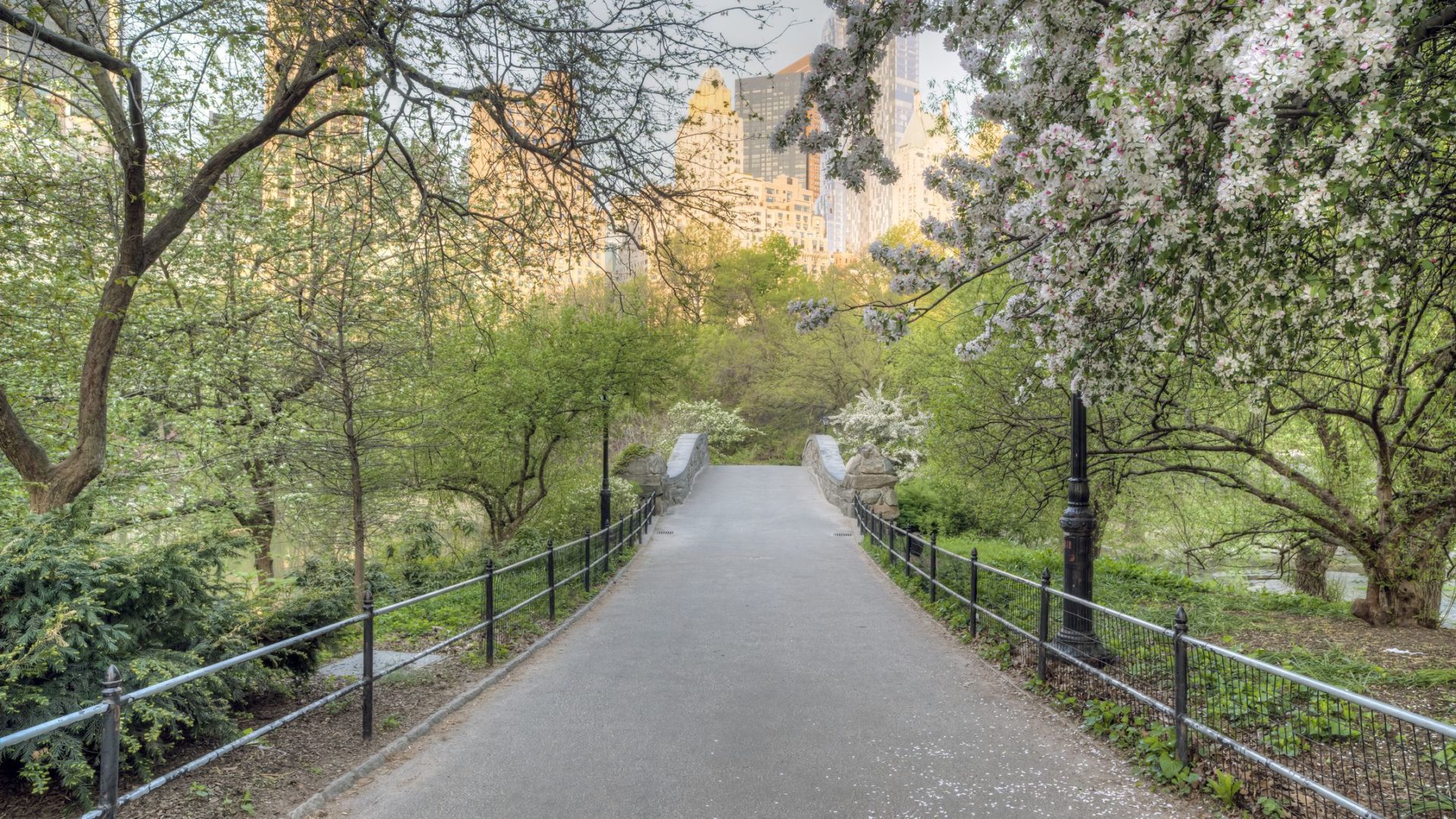 The Benefits of Urban Trees | The Scribe